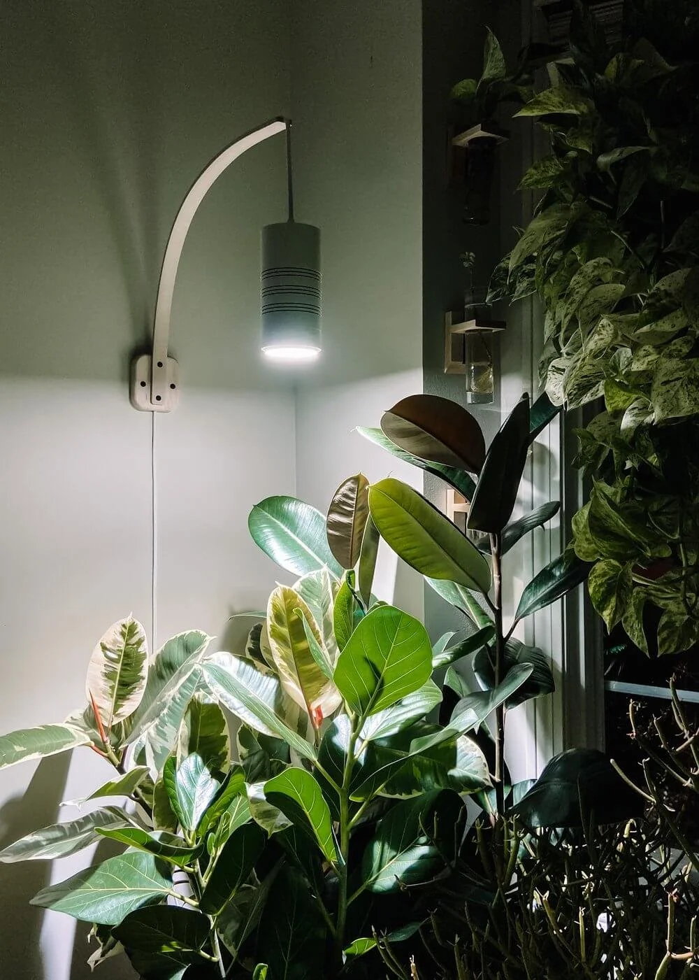 How to Grow a Fiddle Leaf Fig — House + Plant