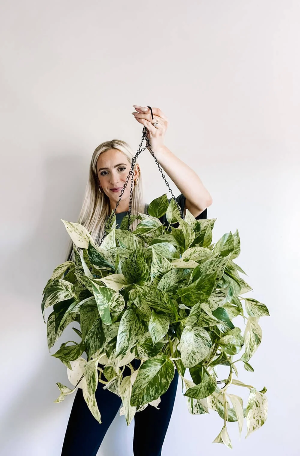 Snow Queen Pothos Care — House + Plant