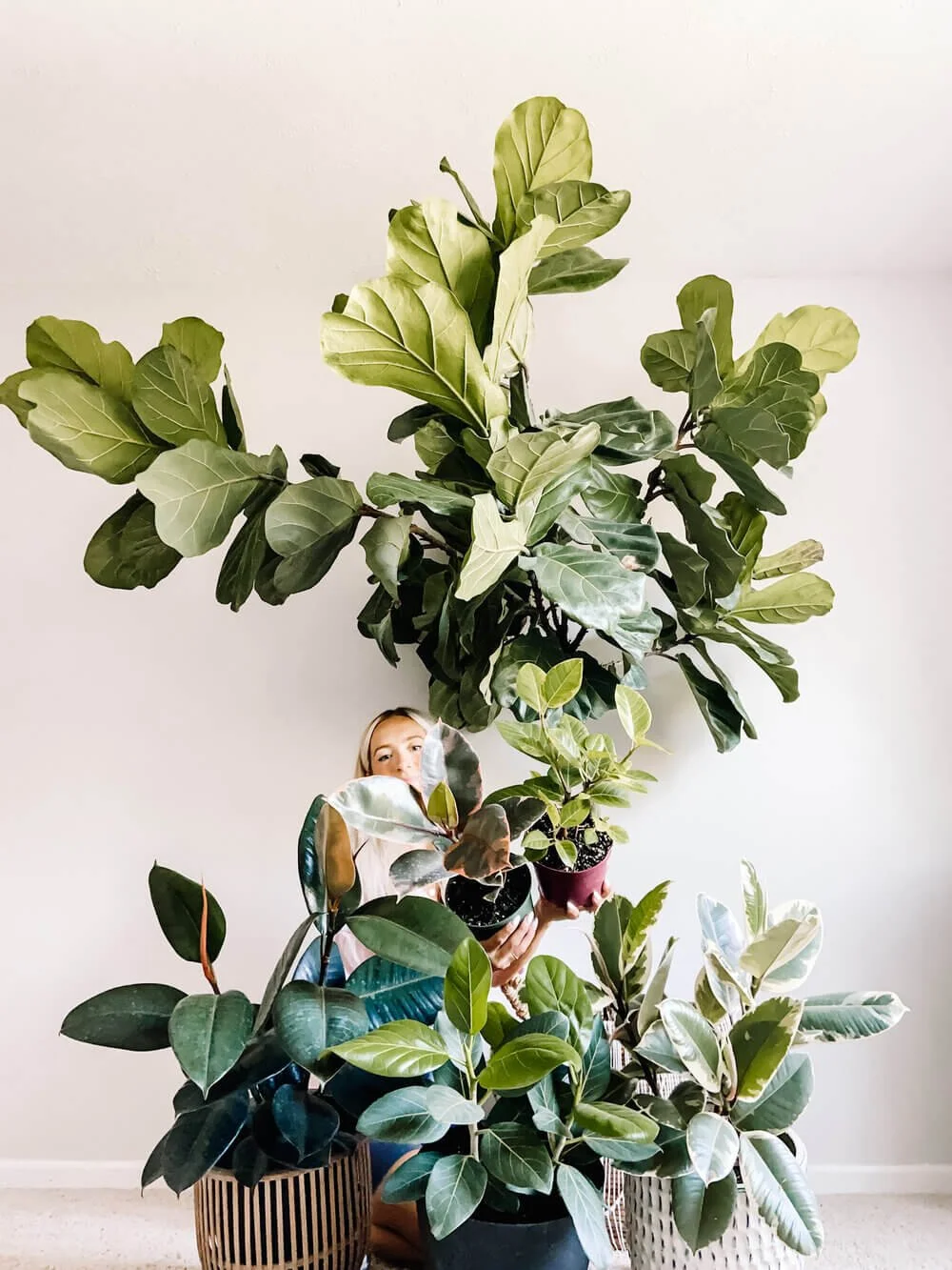 Ficus Forest — House + Plant