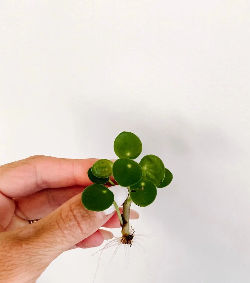 Propagate Pilea Peperomioides — House + Plant