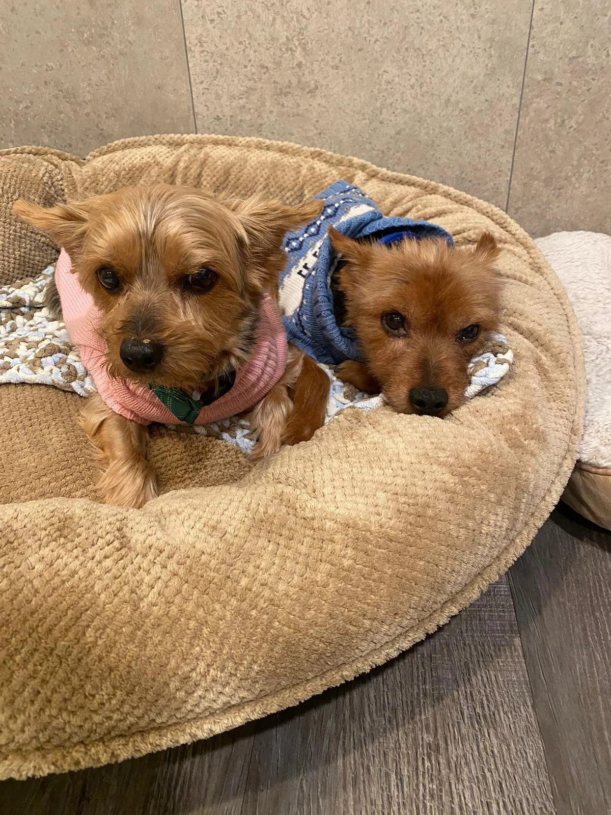General 5 — Gatto Pups and Friends