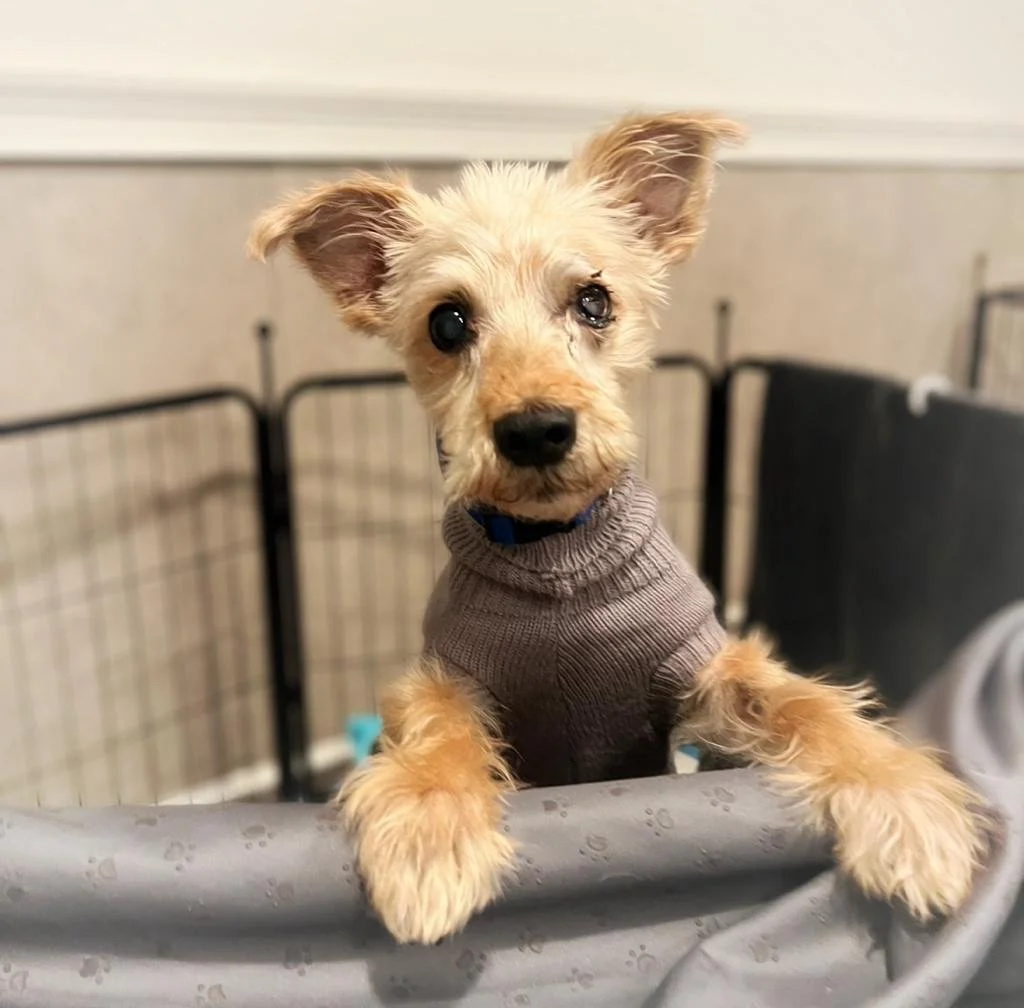 General 5 — Gatto Pups and Friends