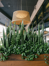 Potted Plants | Faux and Real Plantscapes — Chloe + Mint Productions