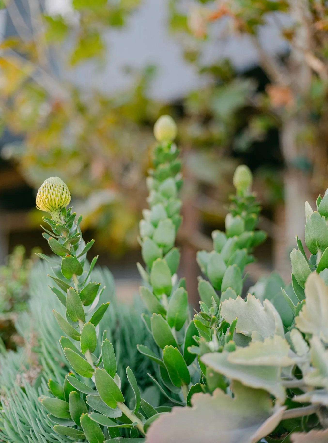 Potted Plants | Faux and Real Plantscapes — Chloe + Mint Productions