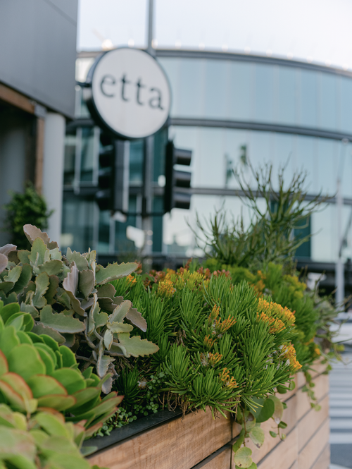 Potted Plants | Faux and Real Plantscapes — Chloe + Mint Productions