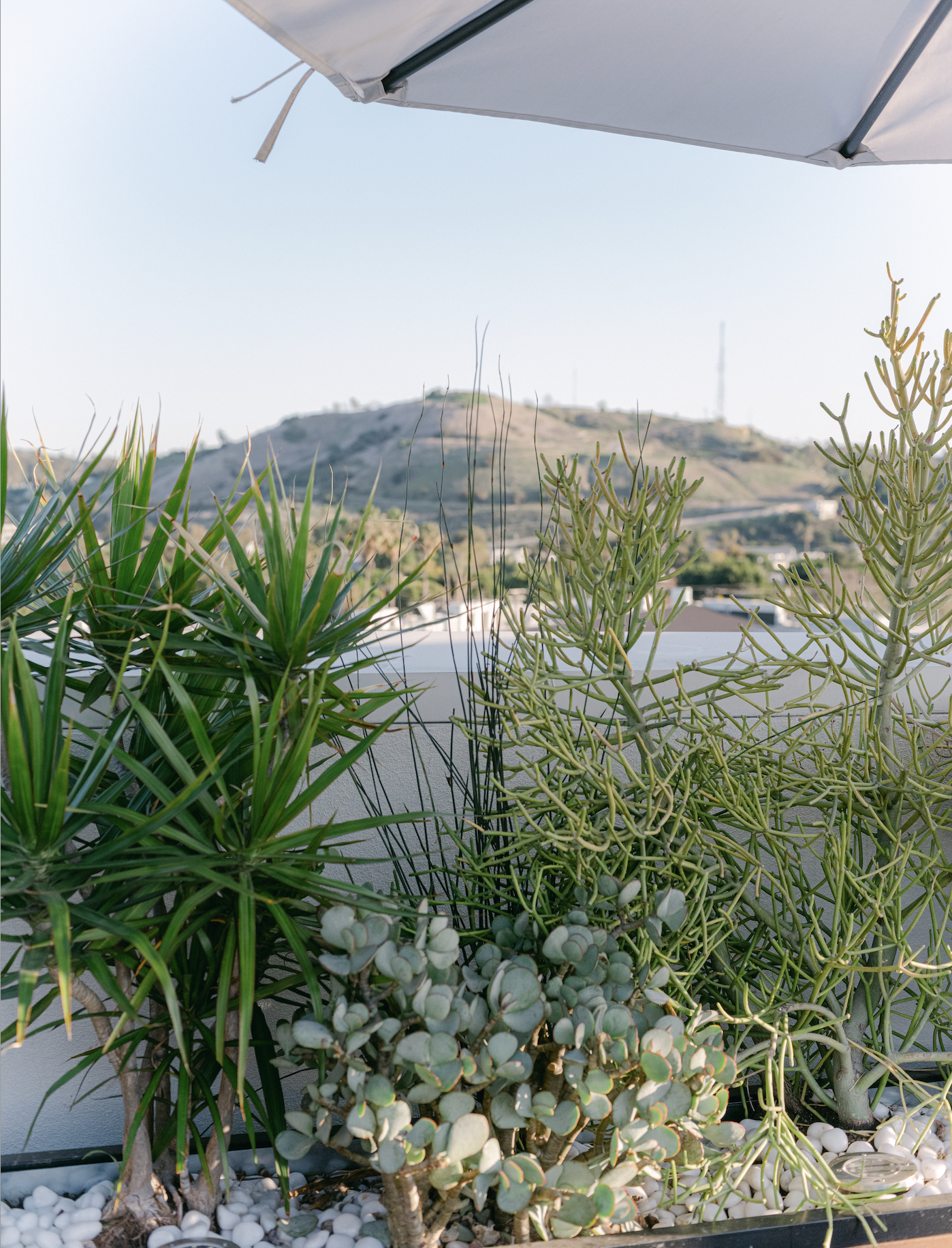 Potted Plants | Faux and Real Plantscapes — Chloe + Mint Productions