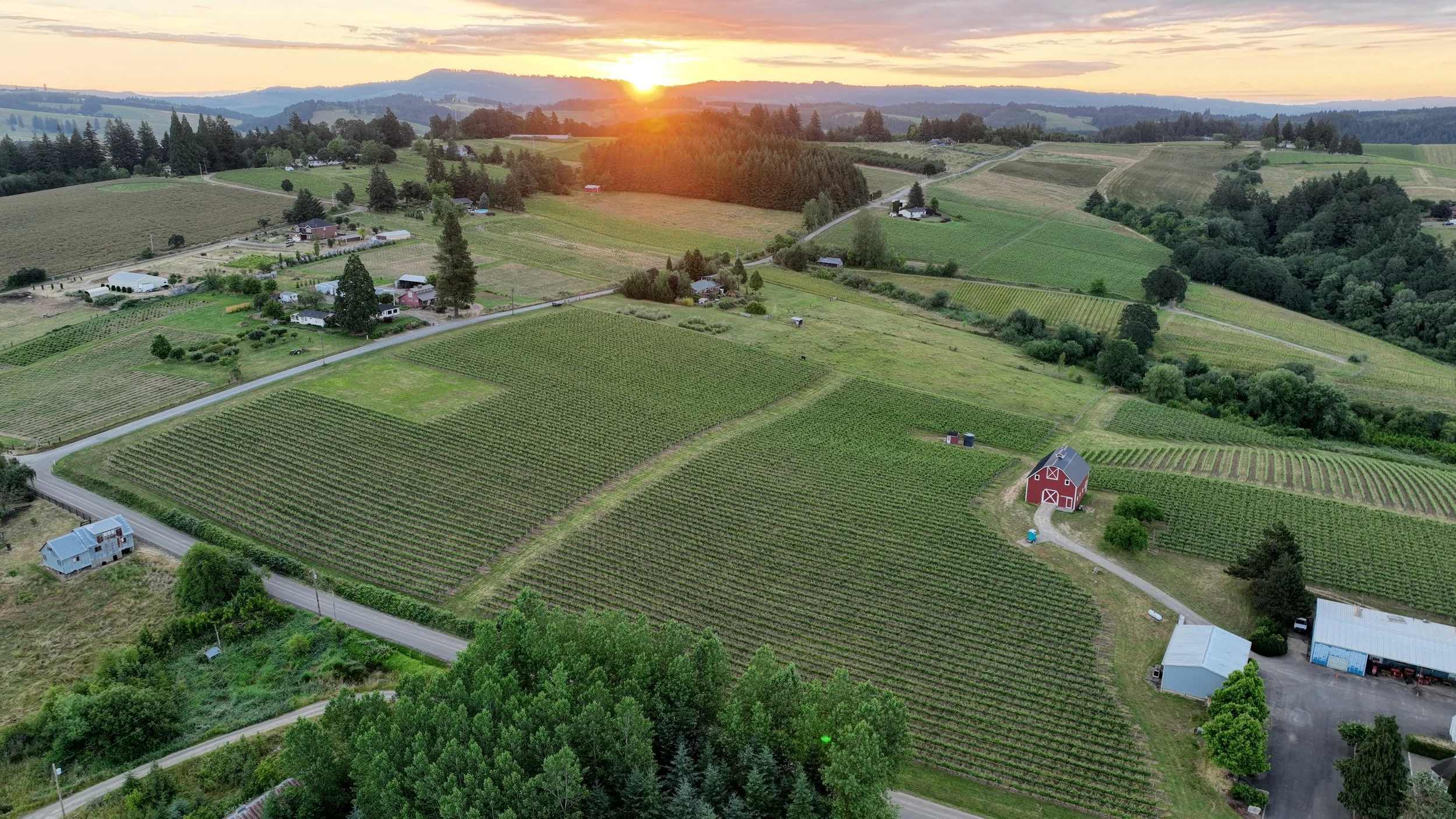 Hirschy Vineyard — Joyful Noise Wine