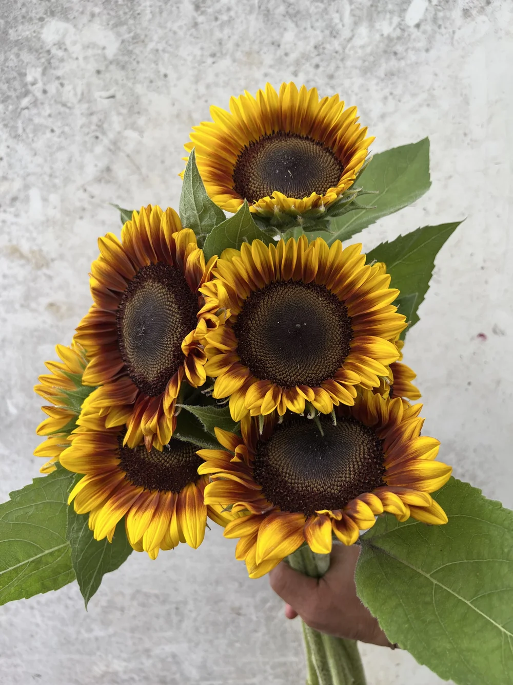 St Louis Local Flowers — Urban Buds