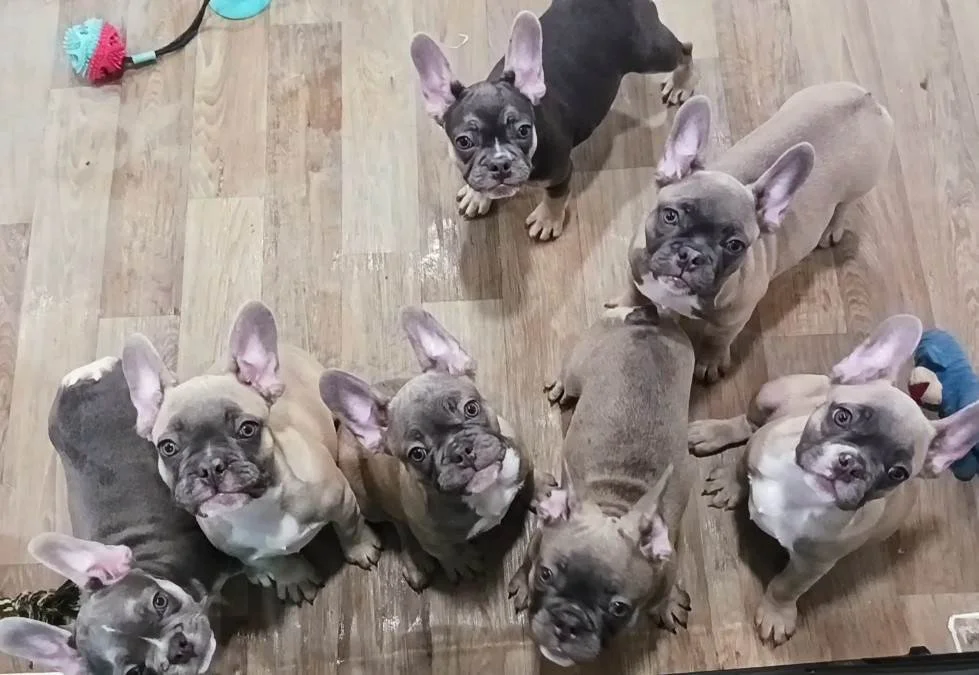Pure Frenchie Pups