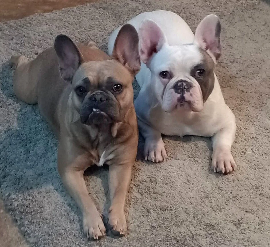 Available Puppies — Pure Frenchie Pups
