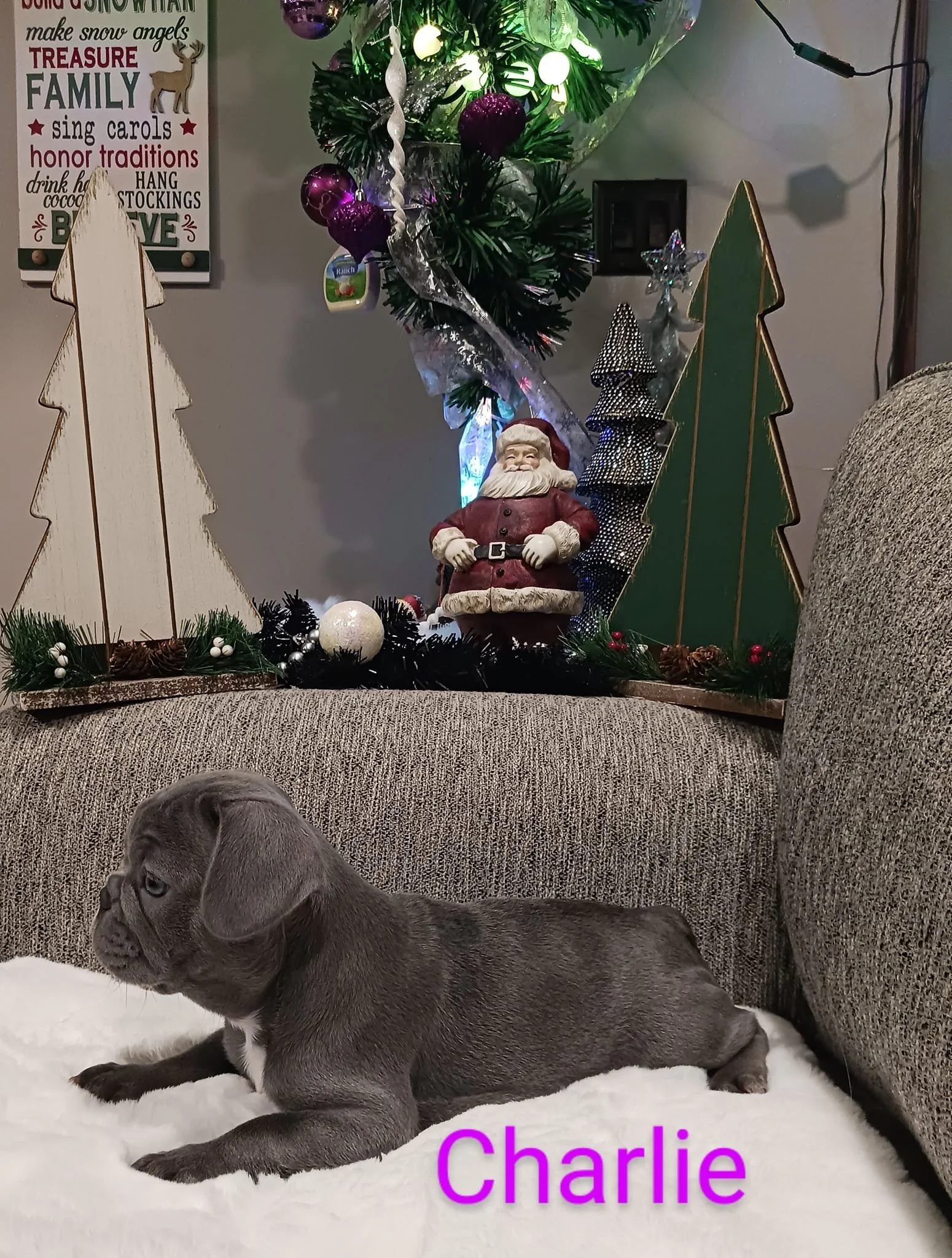 Available Puppies — Pure Frenchie Pups