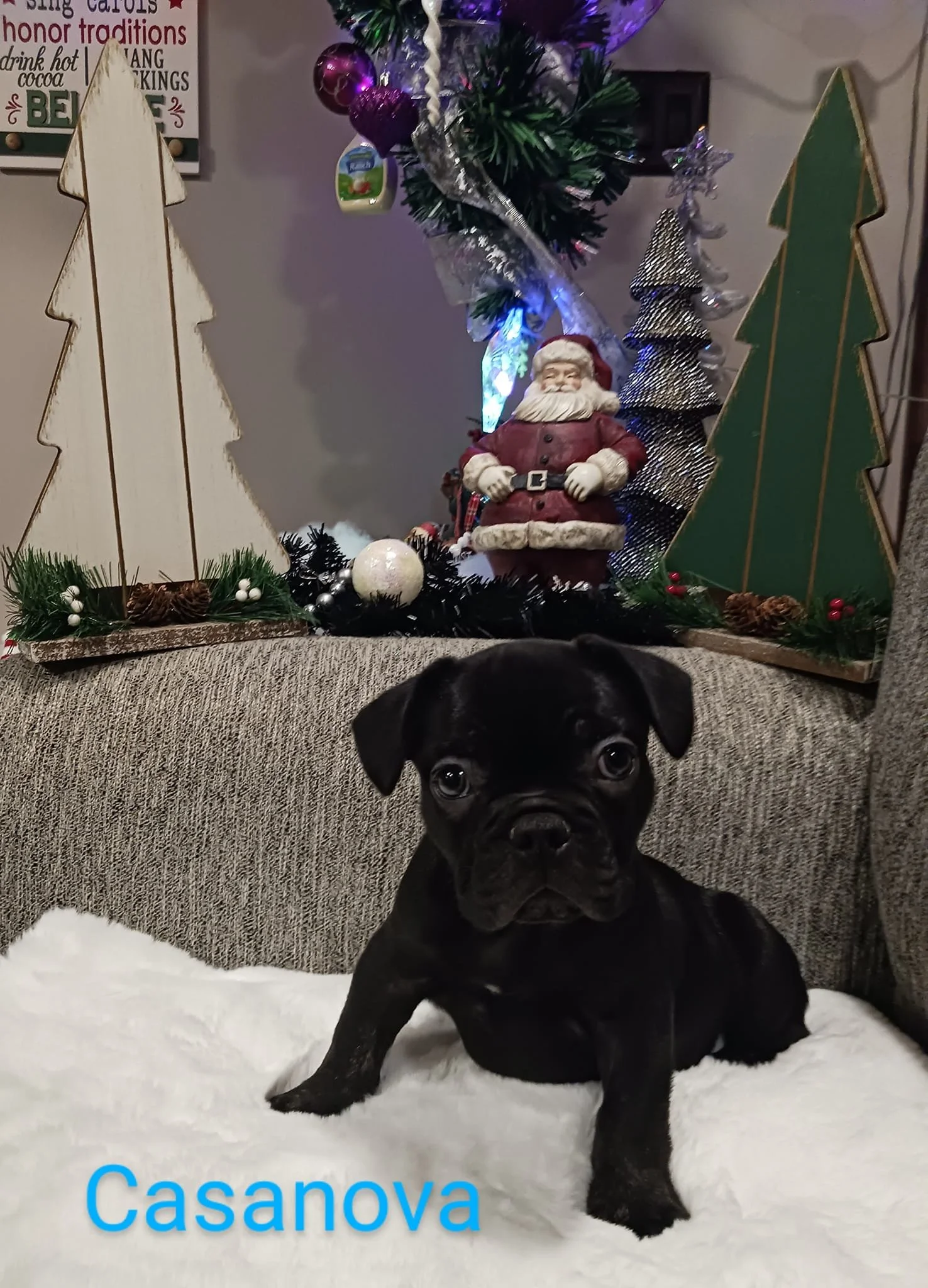 Available Puppies — Pure Frenchie Pups