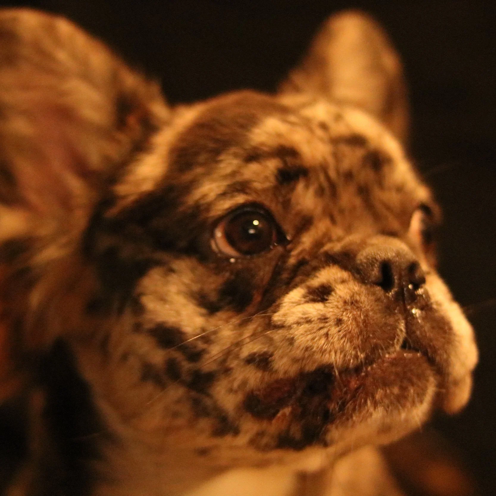 Pure Frenchie Pups