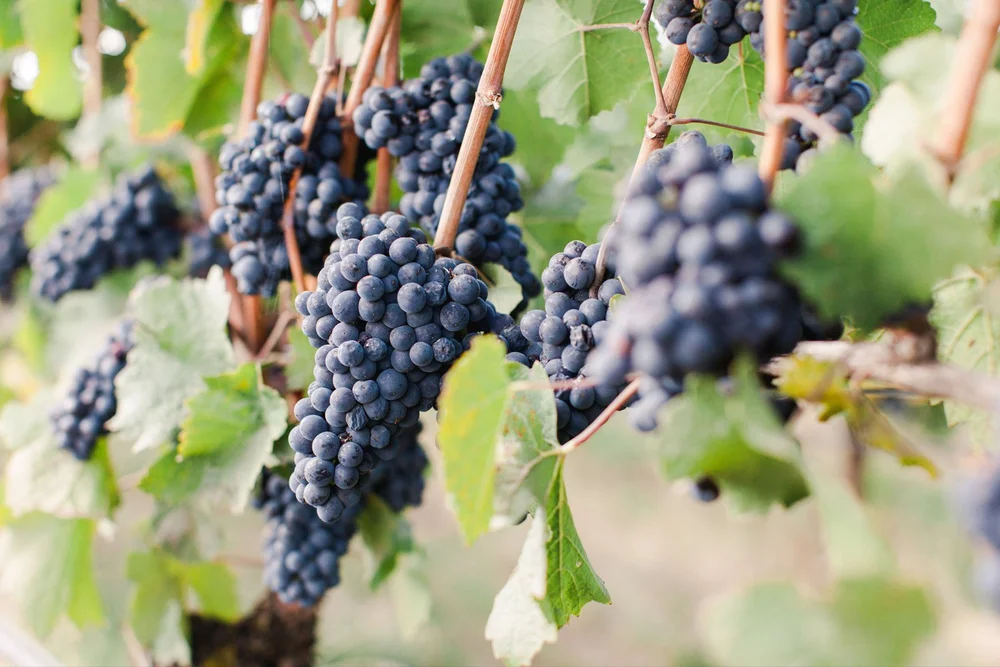 Good Measure Wines Brand, Label, and Packaging Design — Russell Shaw Design