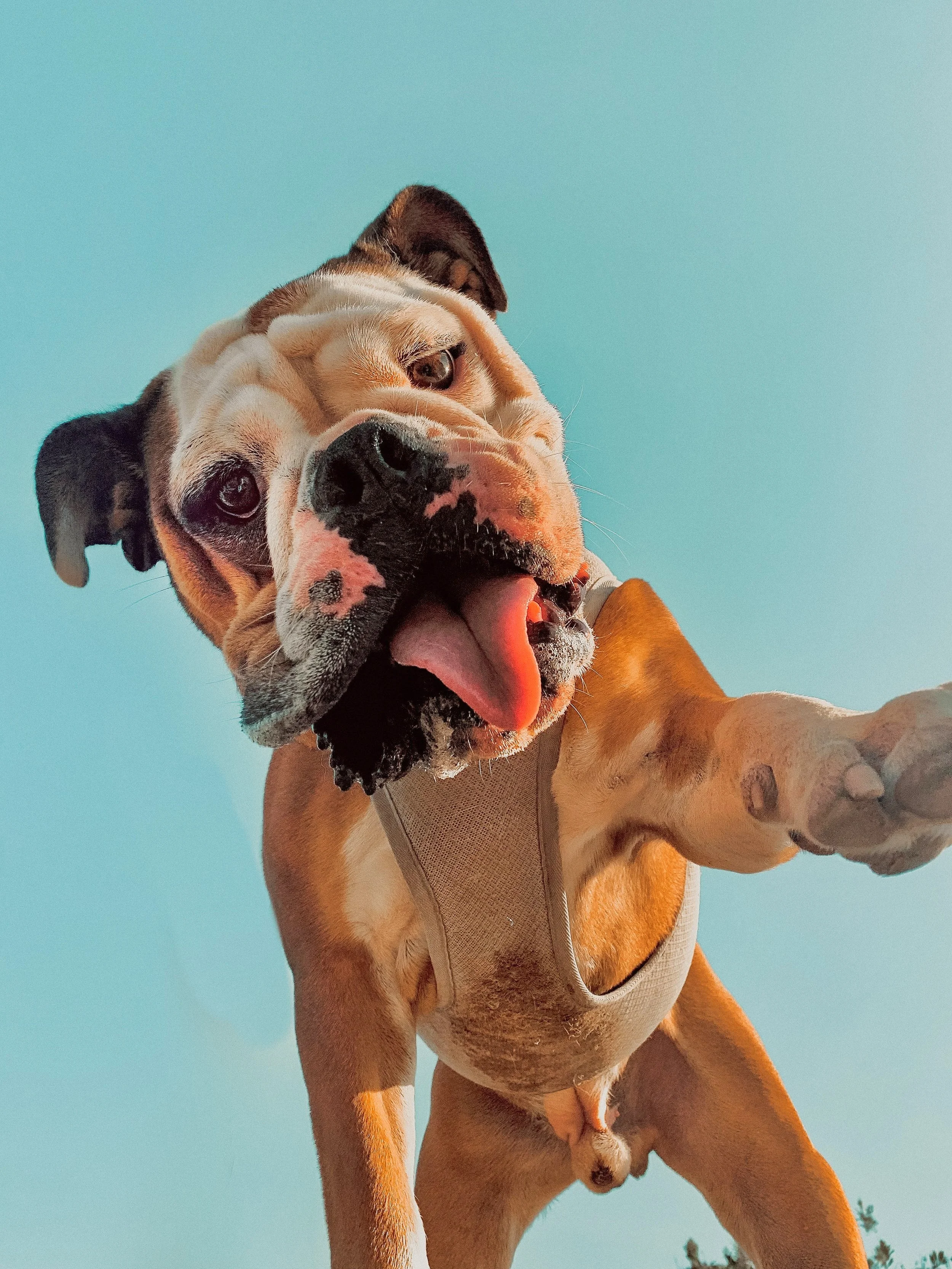 How to recognize and relieve stress in your dog ~ Stay Wiggly: Dog Trainer