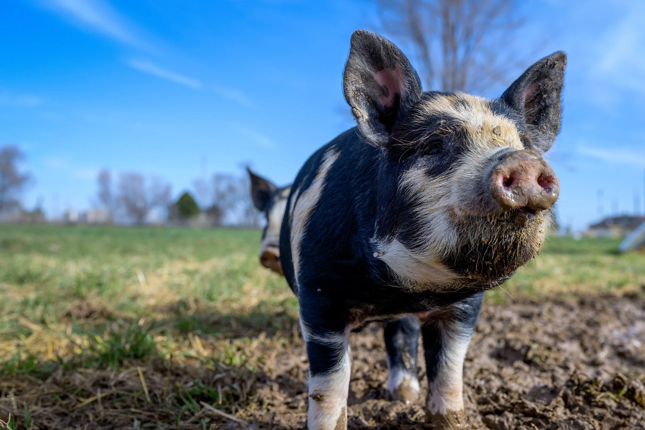Darren and Sharon at GVP believe in producing ethically grown pork ...