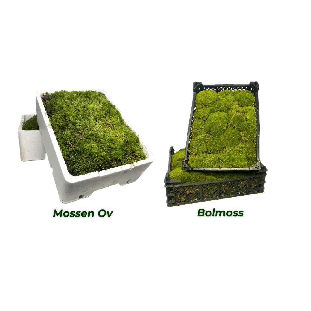 Mossen OV & Bolmos Moss | Natural Texture by Steen Greens — Steen Greens