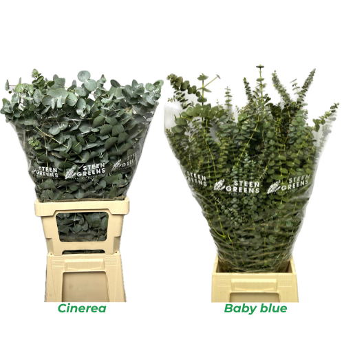 Eucalyptus Cinerea or Baby Blue? Key Differences — Steen Greens