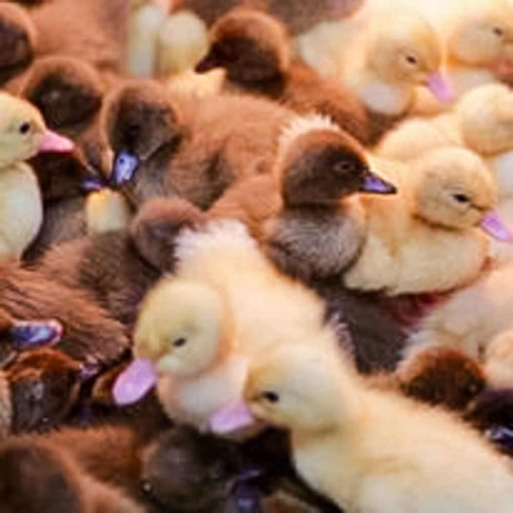 Day Olds — Craigievern Poultry and Pigs