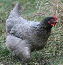 POL Hybrid Pullets — Craigievern Poultry and Pigs