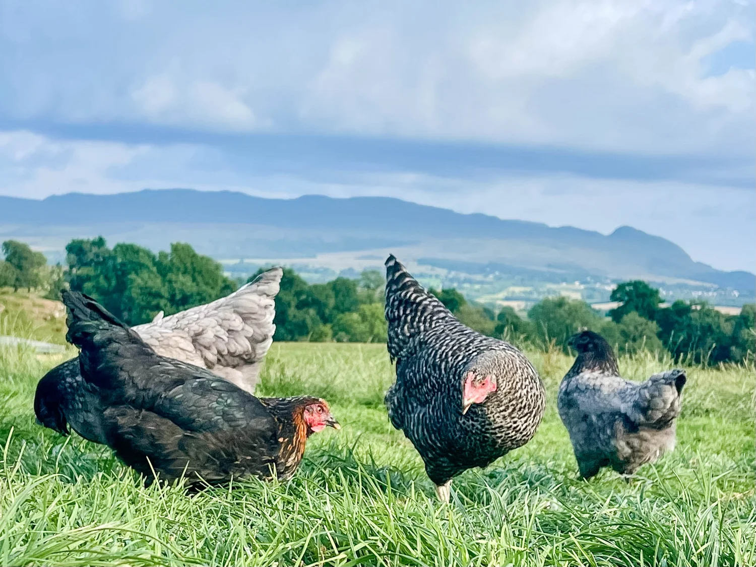 Craigievern Poultry and Pigs