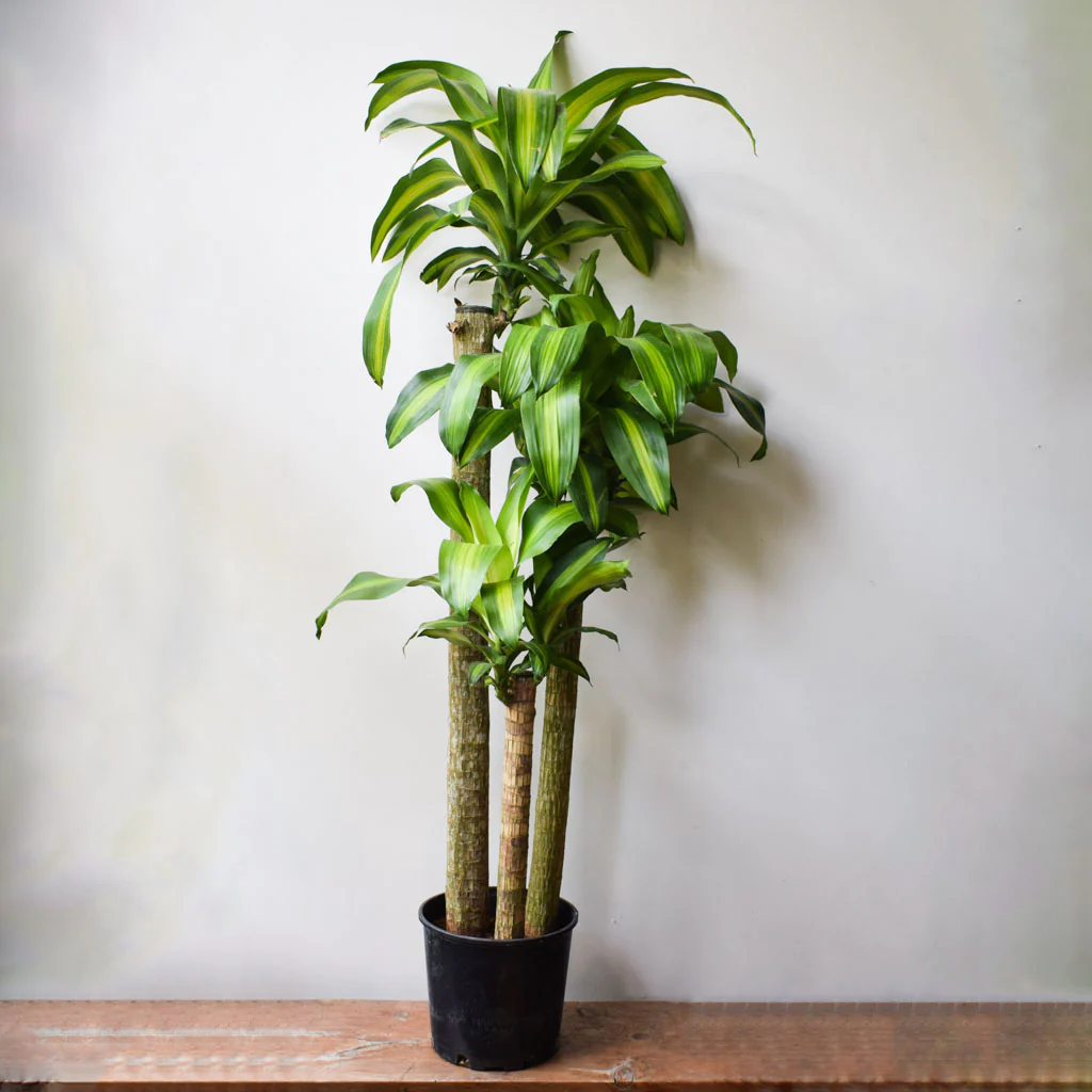 Mass Cane 432 — Focus New York