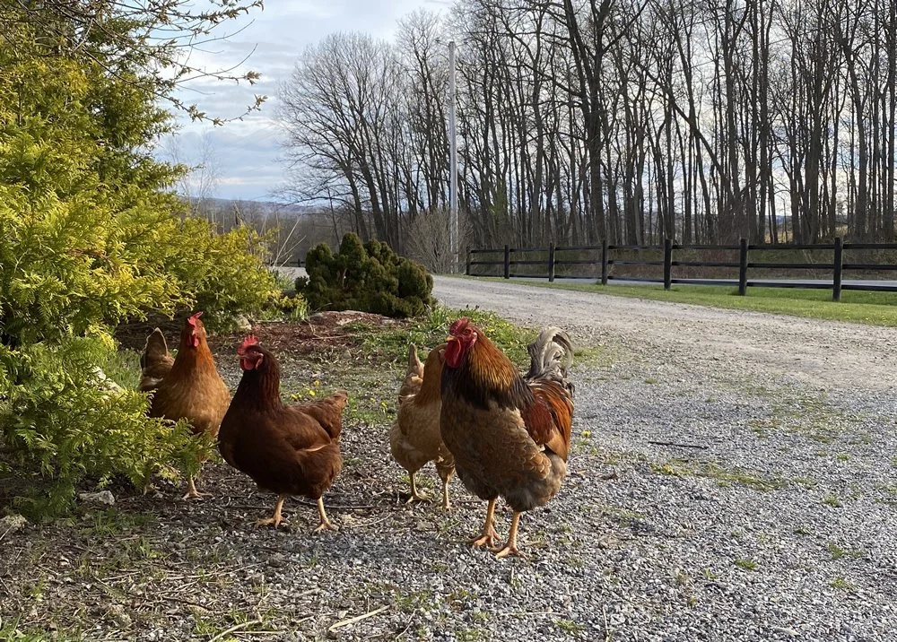 Photos | Explore Scenic Farm Views — Letchworth Farm GuestHouses and ...