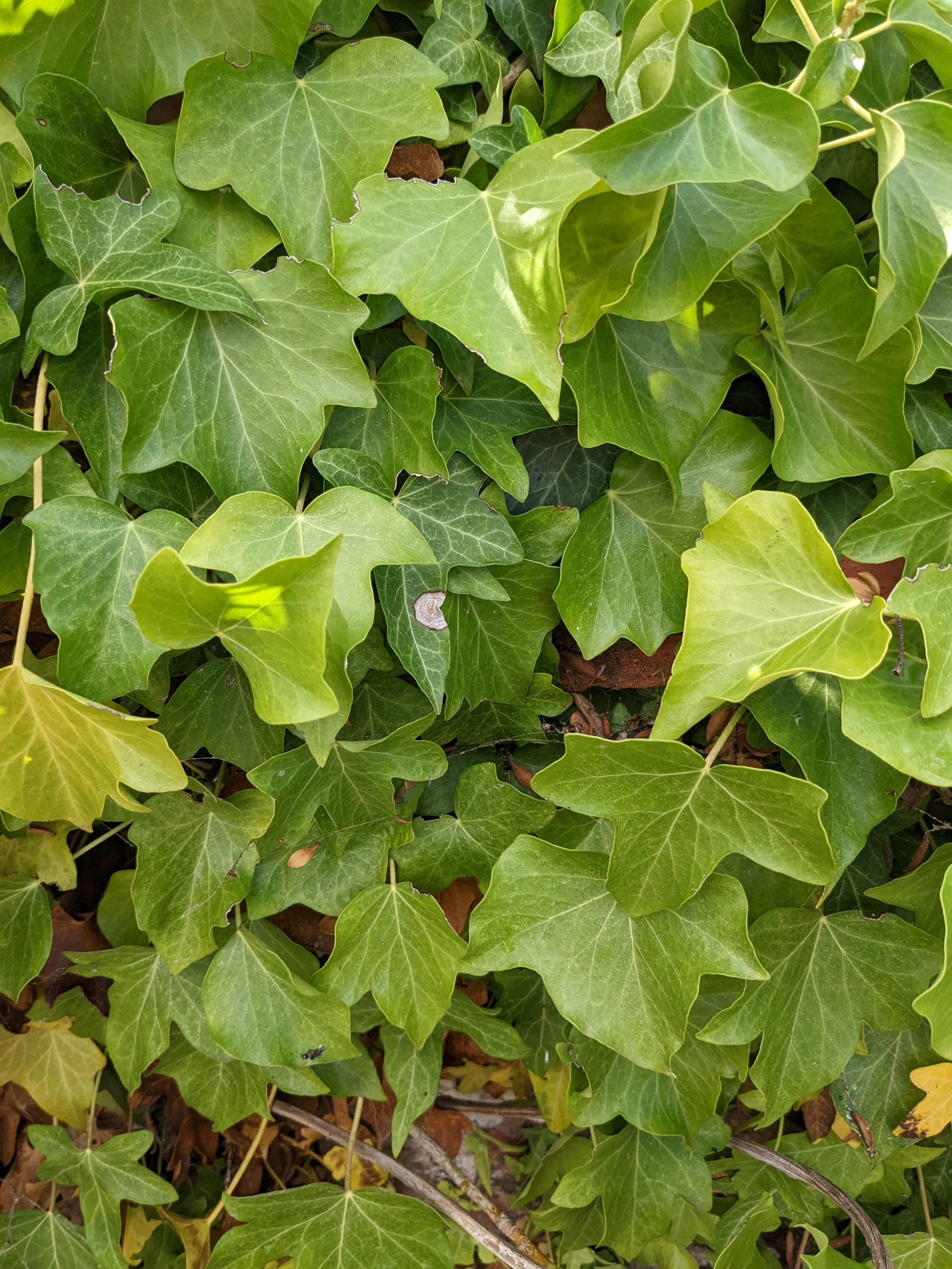 Heritage — Great Malvern Priory