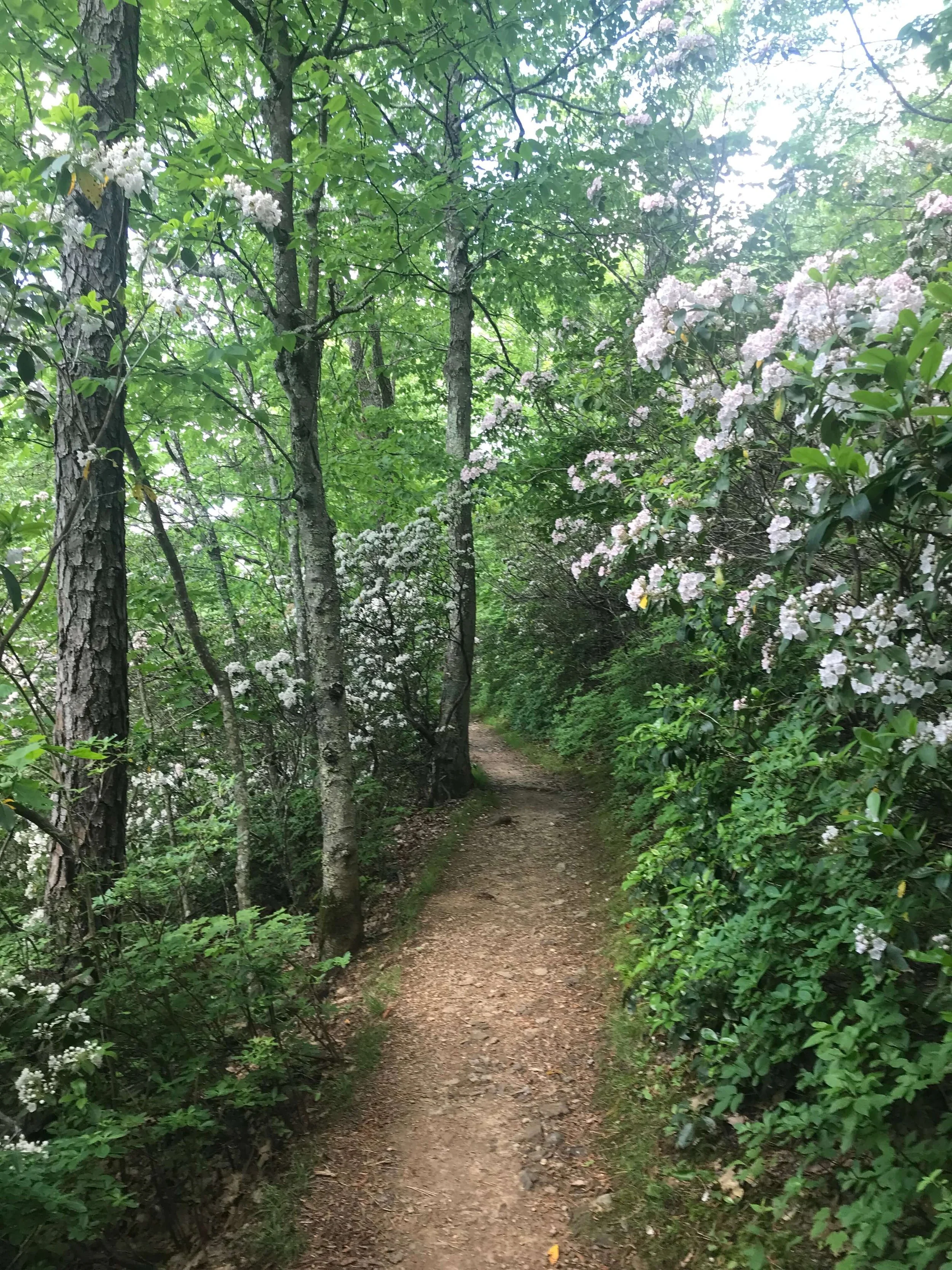 The Law and the Appalachian Trail — Brenda Waugh Law & Mediation | DC ...