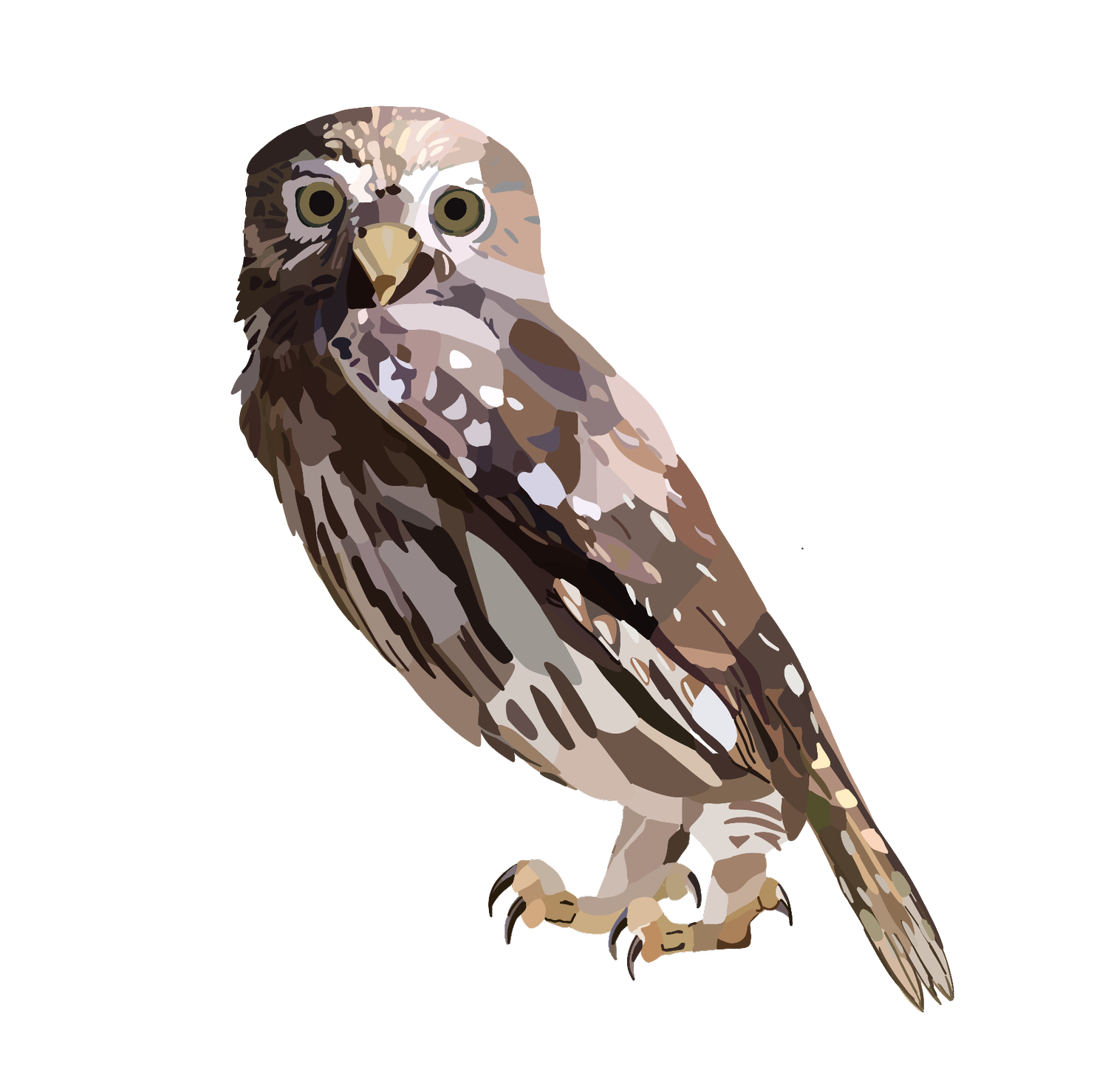 Wildlife — Rancho de la Osa