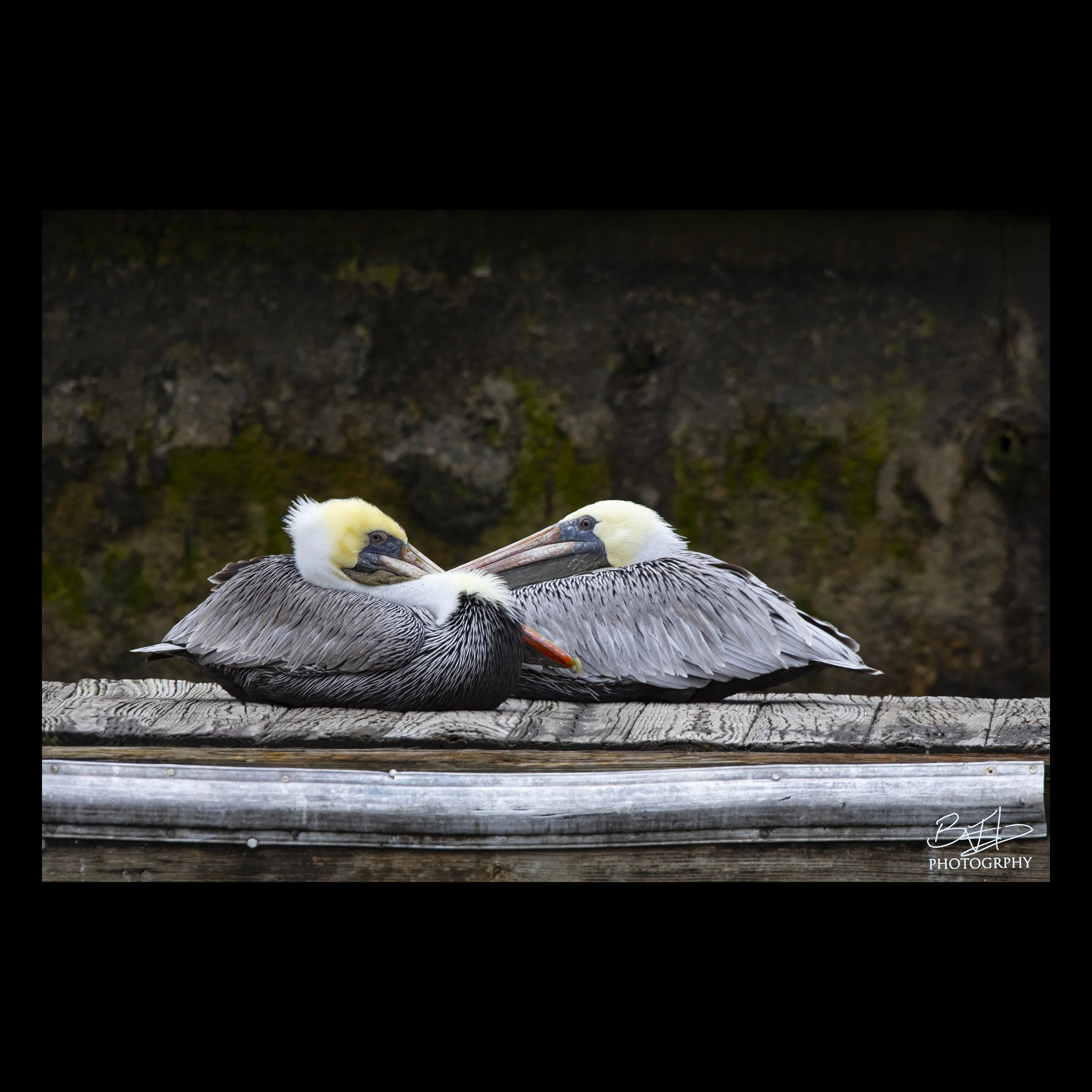 Brandon Hodges Photography Store — Brandon Hodges Photography