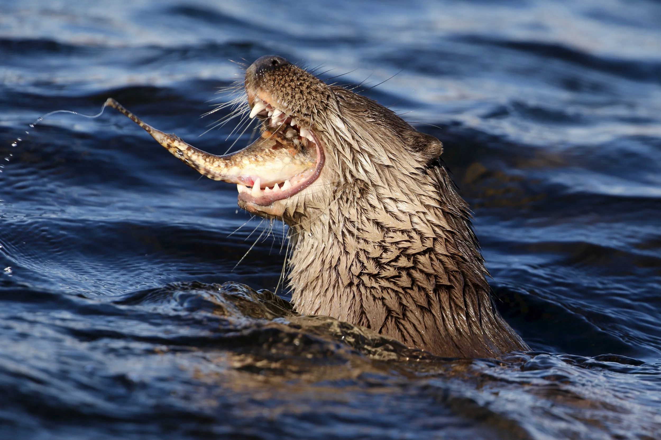 Explore — WildLuing