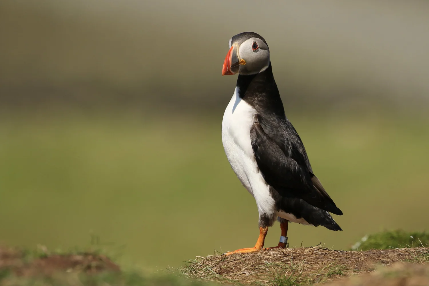 Explore — WildLuing