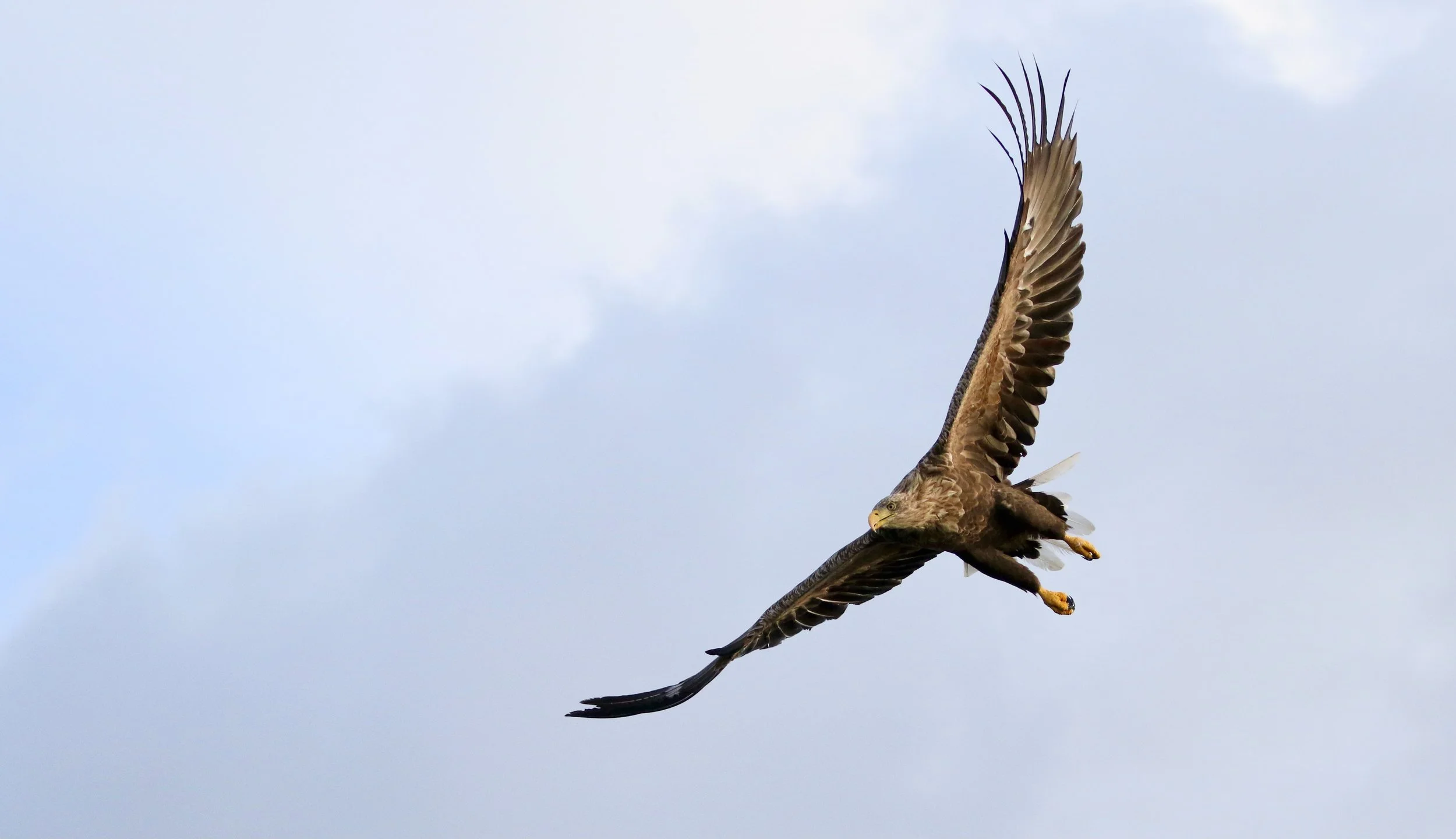 Explore — WildLuing