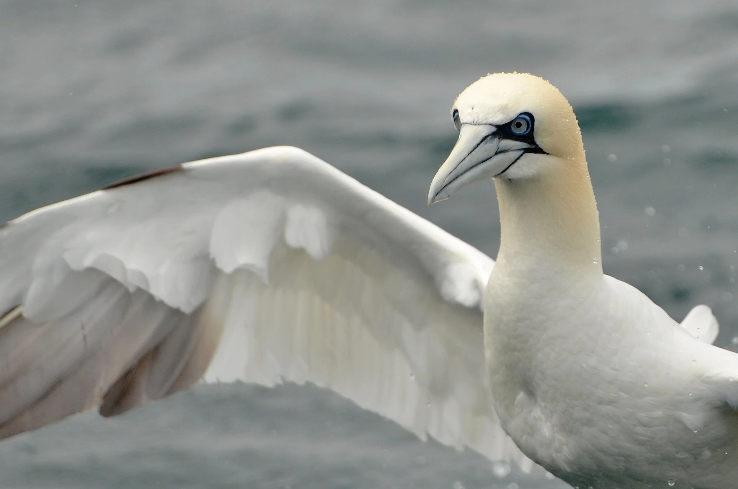 Explore — WildLuing