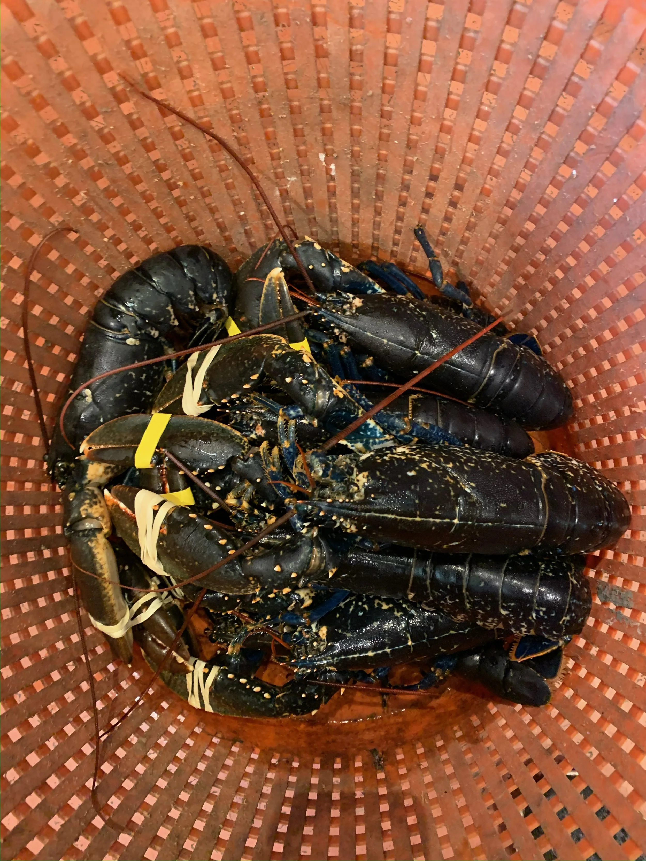 About Us — WildLuing