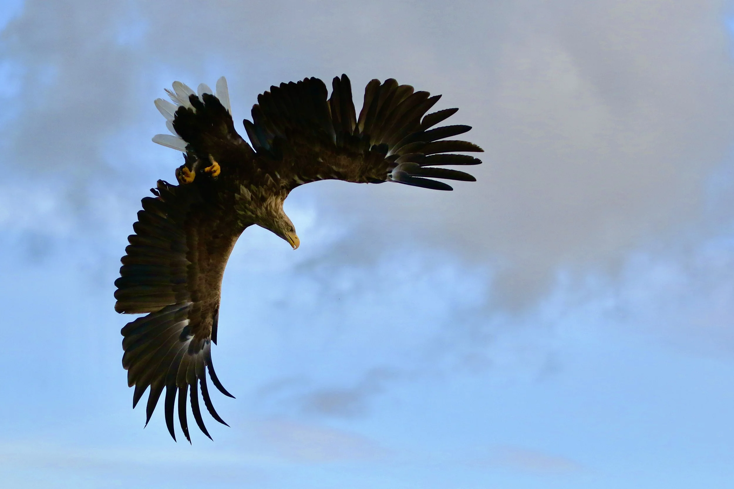 Explore — WildLuing