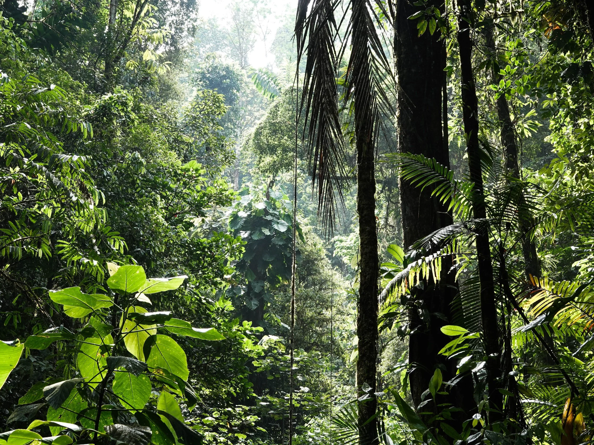 Nature FIRST