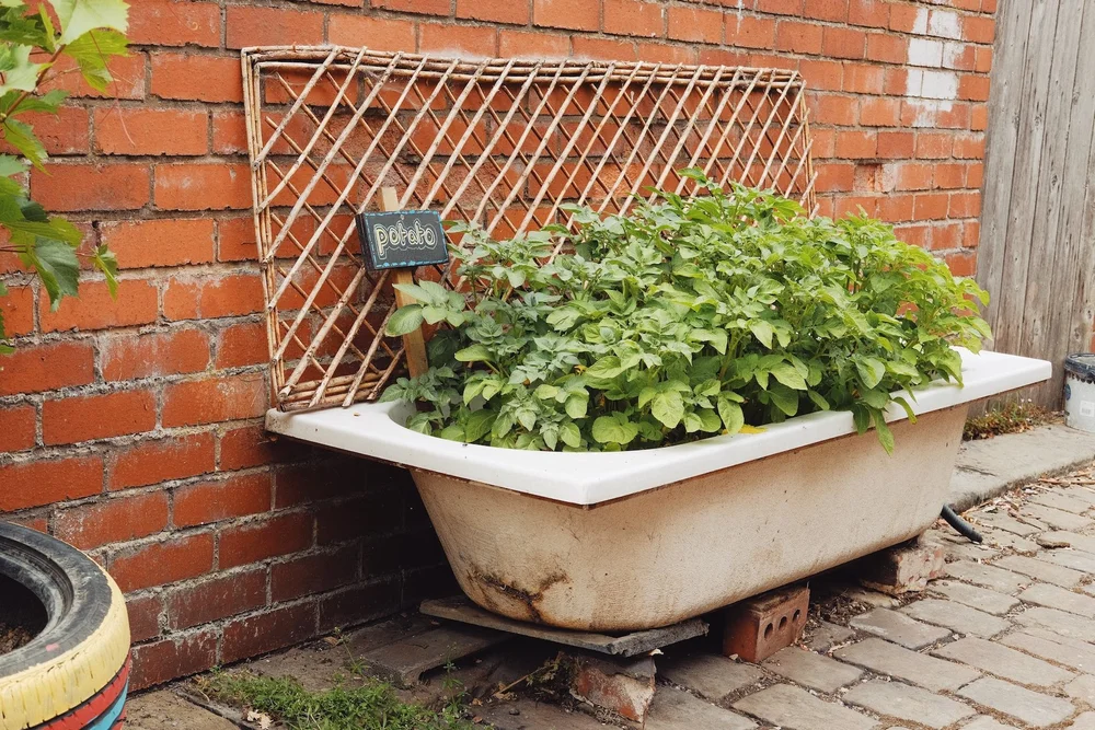 How to green your alleyway — In Our Nature