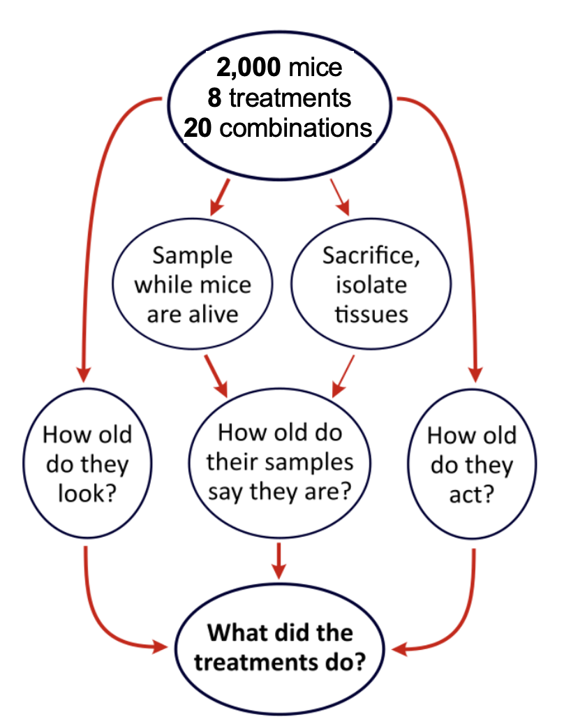 Robust Mouse Rejuvenation - Study 2 — LEV Foundation