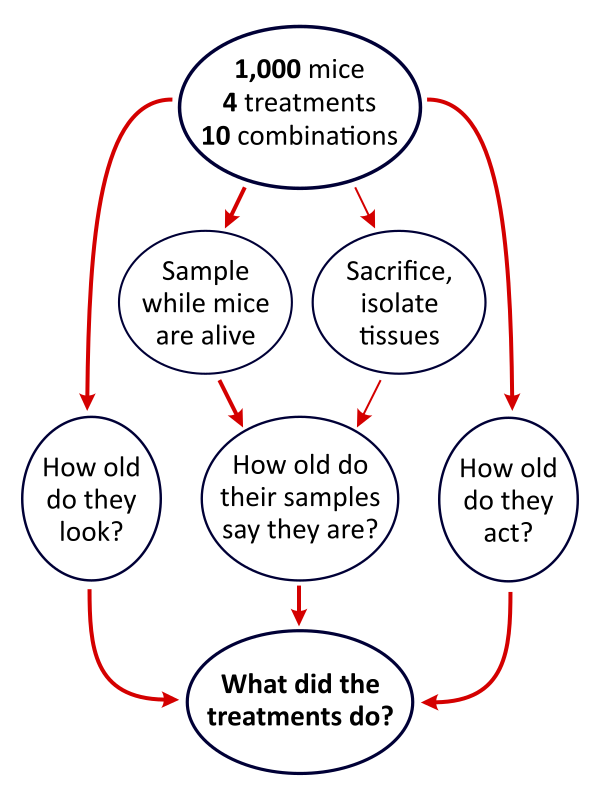 Robust Mouse Rejuvenation - Study 1 — LEV Foundation