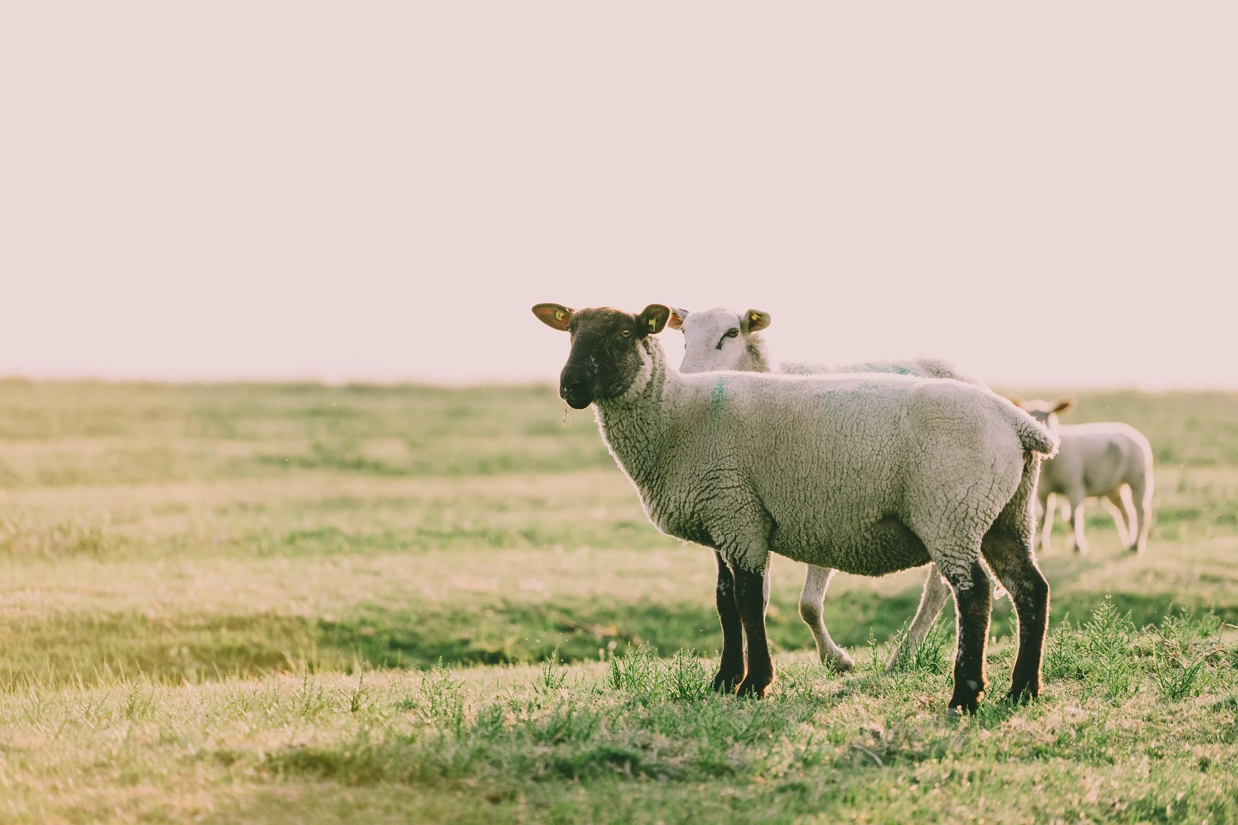 Intestinal Parasite Testing — Texas Livestock Laboratory