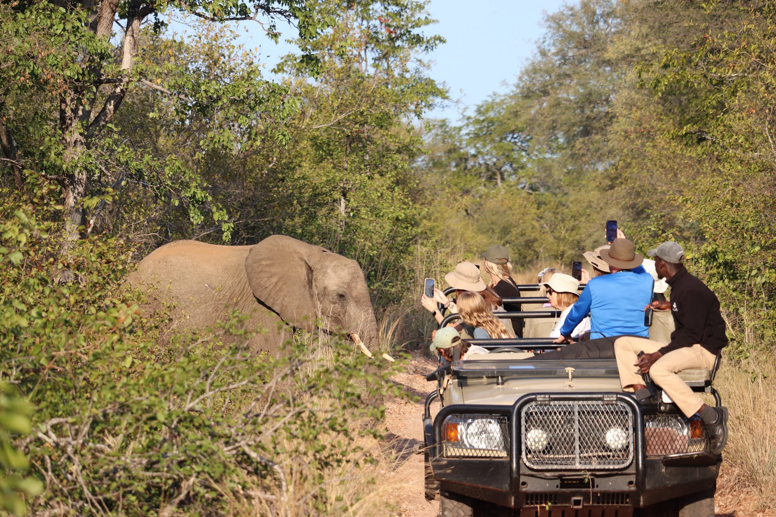Services — For Elephants