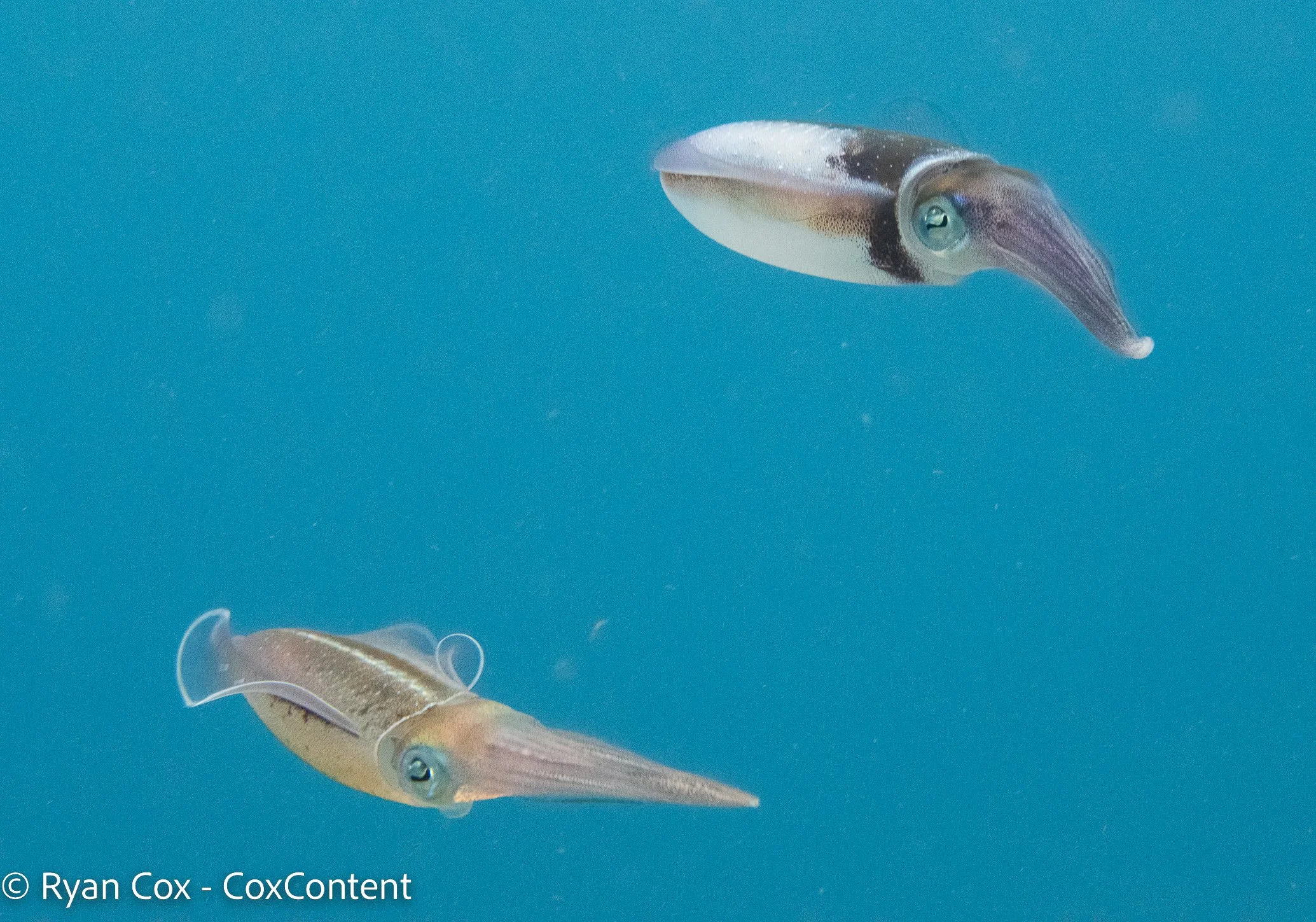 A Caribbean Squid Study — Cox Content