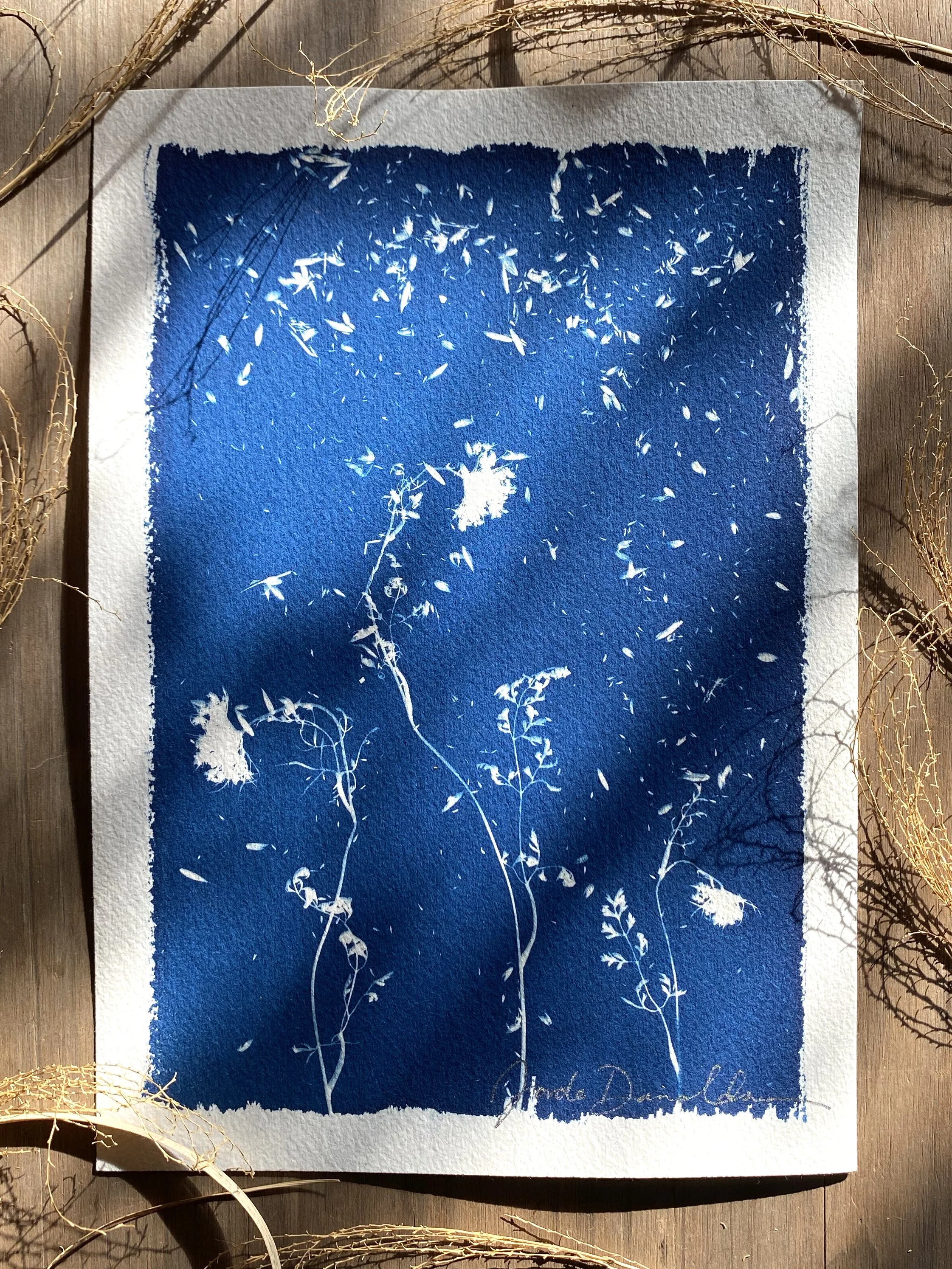 Shop — Jade Donaldson