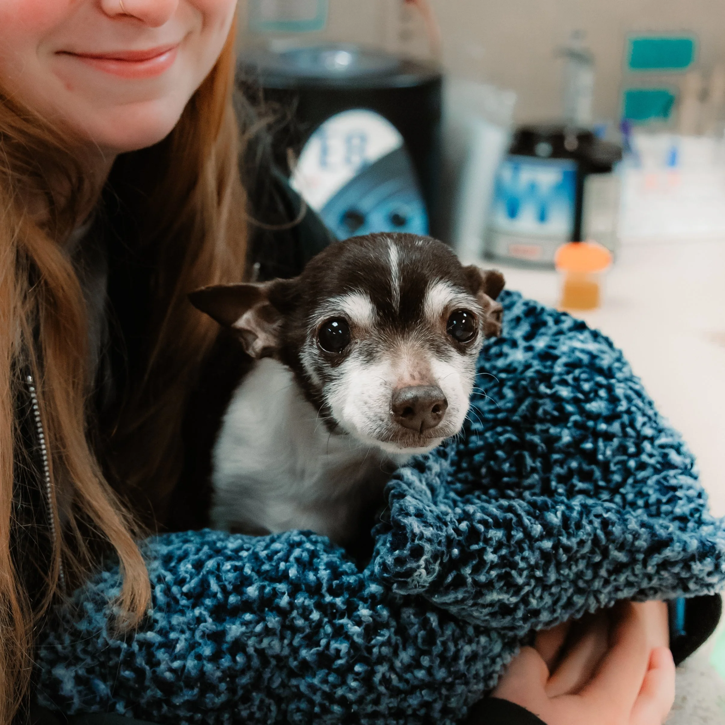 Best Vet Hospital In Peoria, IL | Brown Animal Hospital