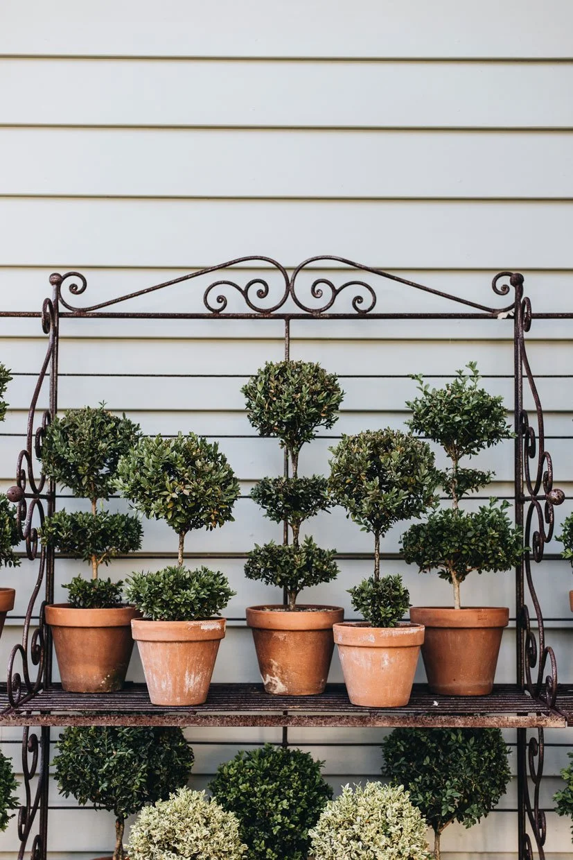 Jenny Rose Innes — Abbie Mellé