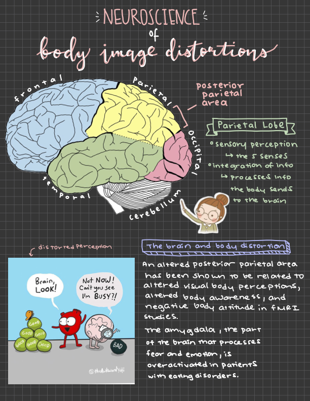 Therapy Resources: Food, Eating Disorder & Body Image — FAUNA Mental ...