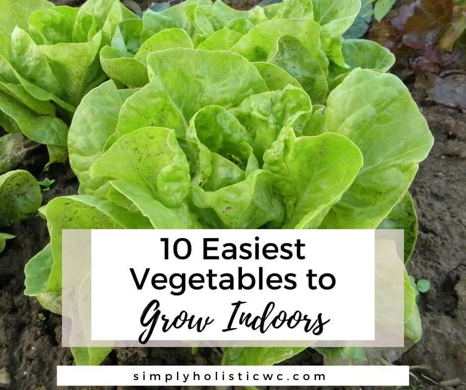 10 Easiest Vegetables to Grow Indoors — Simply Holistic Wellness