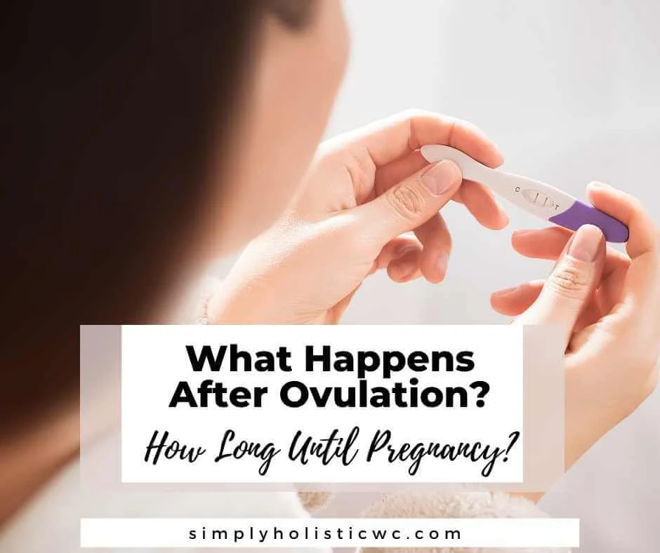 What Happens After Ovulation | How Long Until Pregnancy? — Simply ...